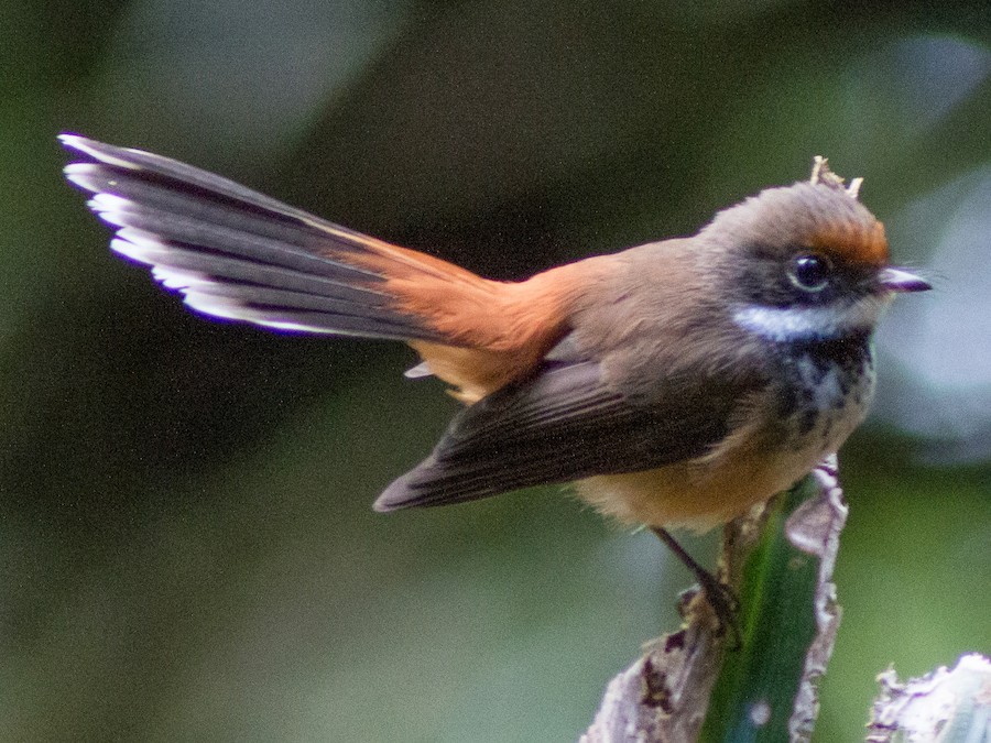 Abanico de Yap - eBird