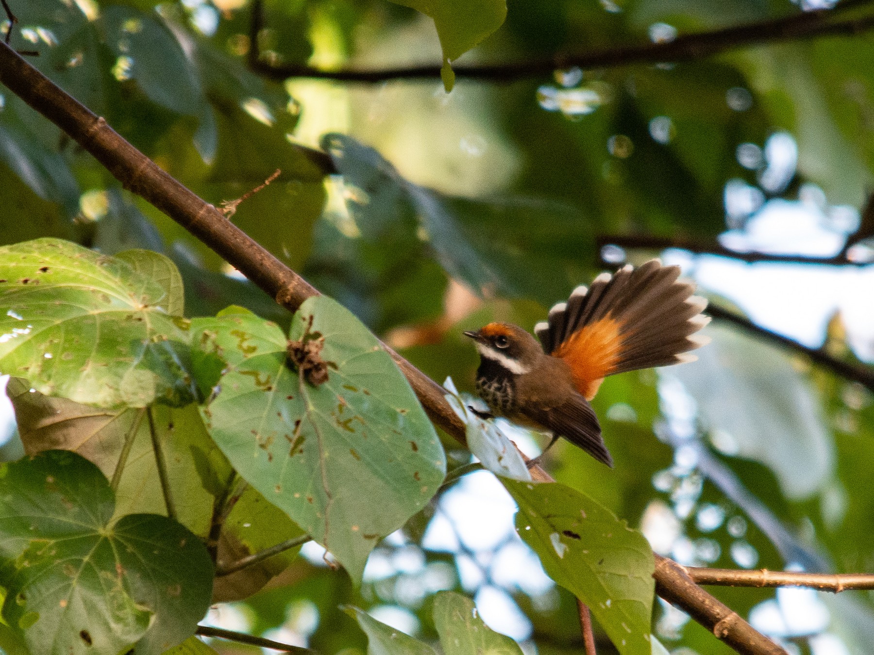 Micronesian Rufous Fantail - eBird