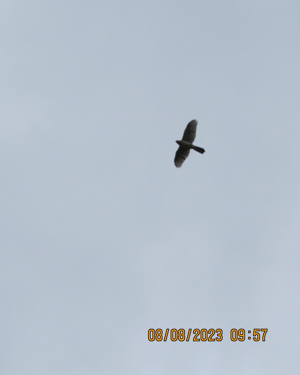 New York Breeding Bird Atlas Checklist - 8 Aug 2023 - Dunkirk Airport ...