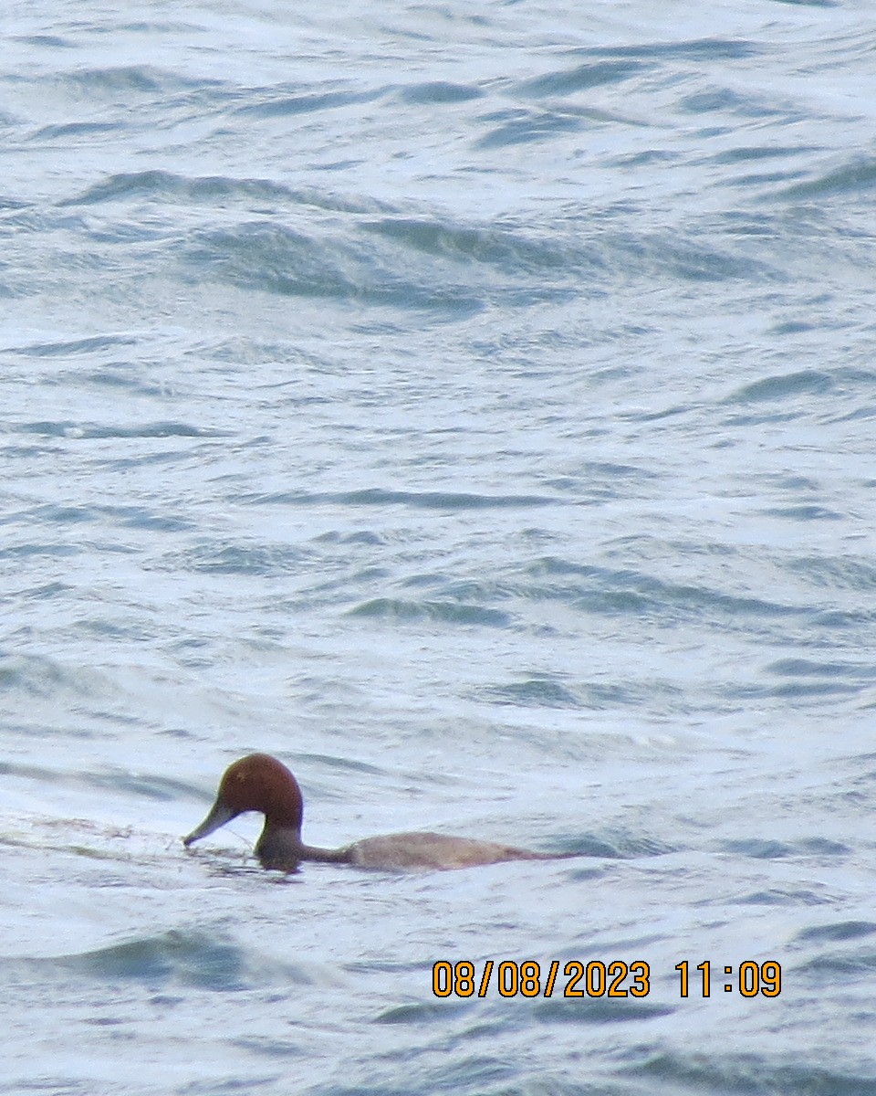 New York Breeding Bird Atlas Checklist - 8 Aug 2023 - Dunkirk Harbor ...