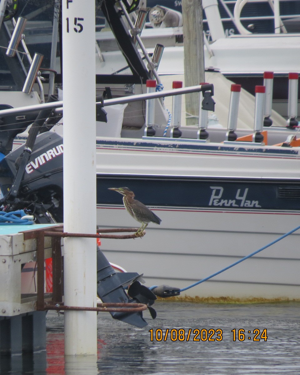 New York Breeding Bird Atlas Checklist - 10 Aug 2023 - Dunkirk Harbor ...