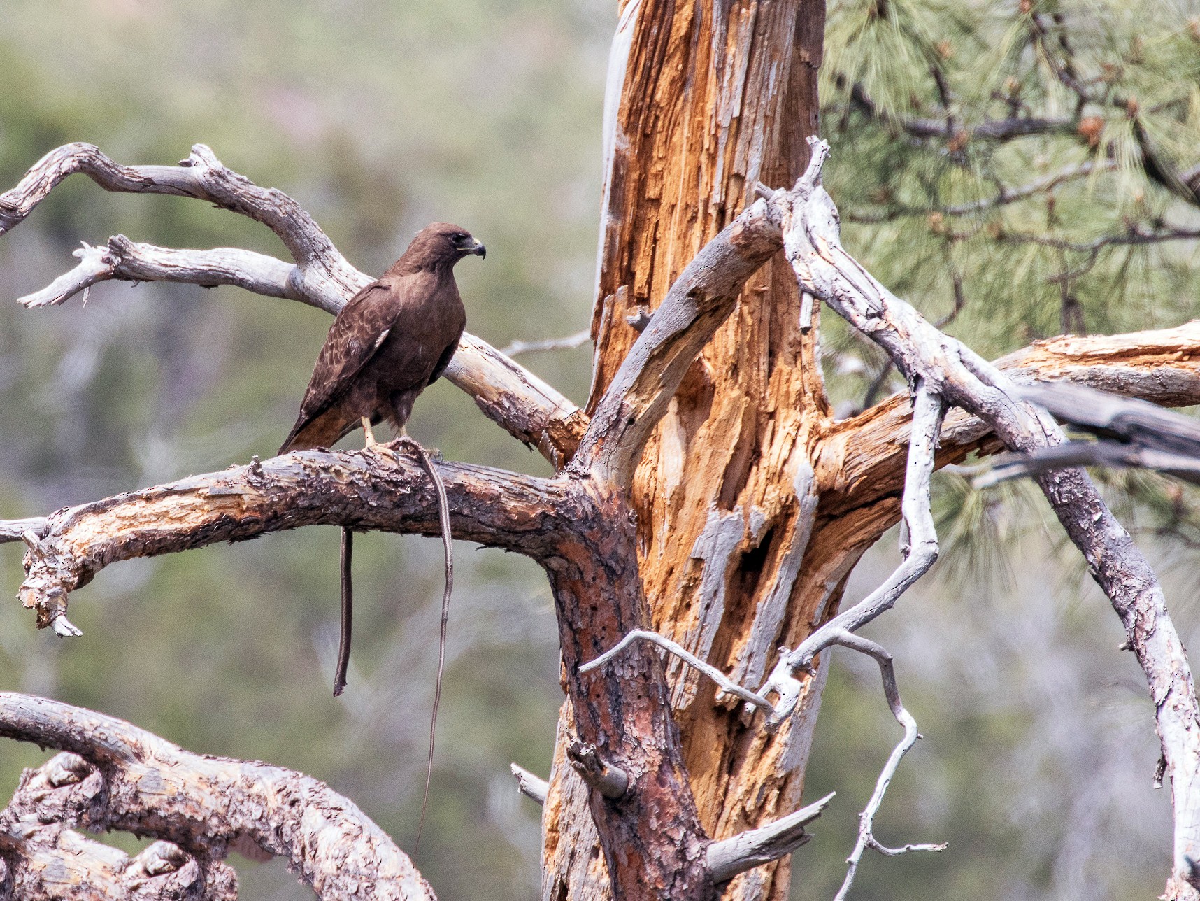 Red-tailed Hawk - eBird