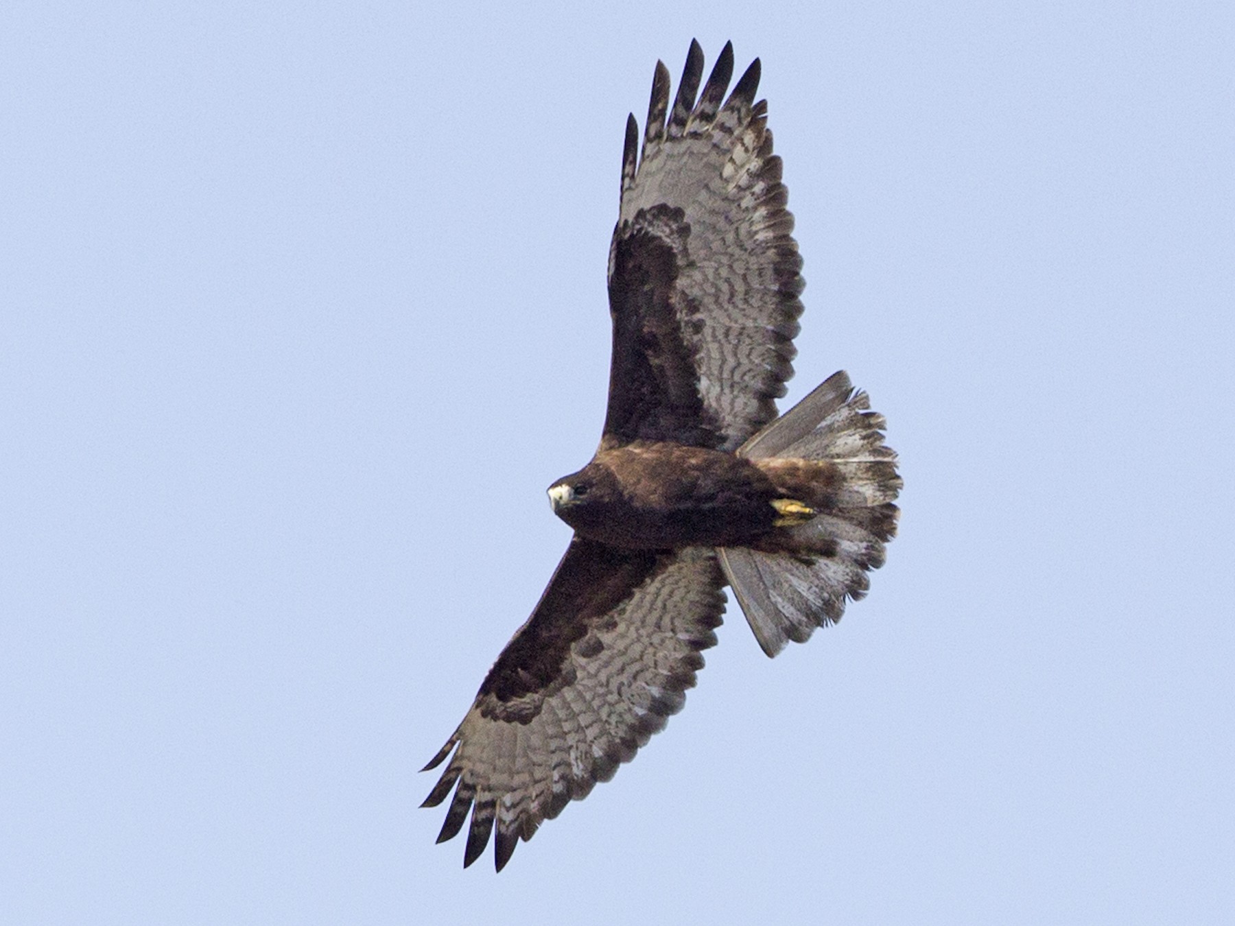 Roodstaartbuizerd - eBird