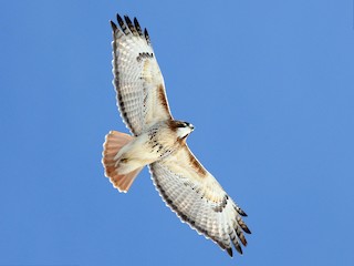 Red-tailed Hawk - eBird
