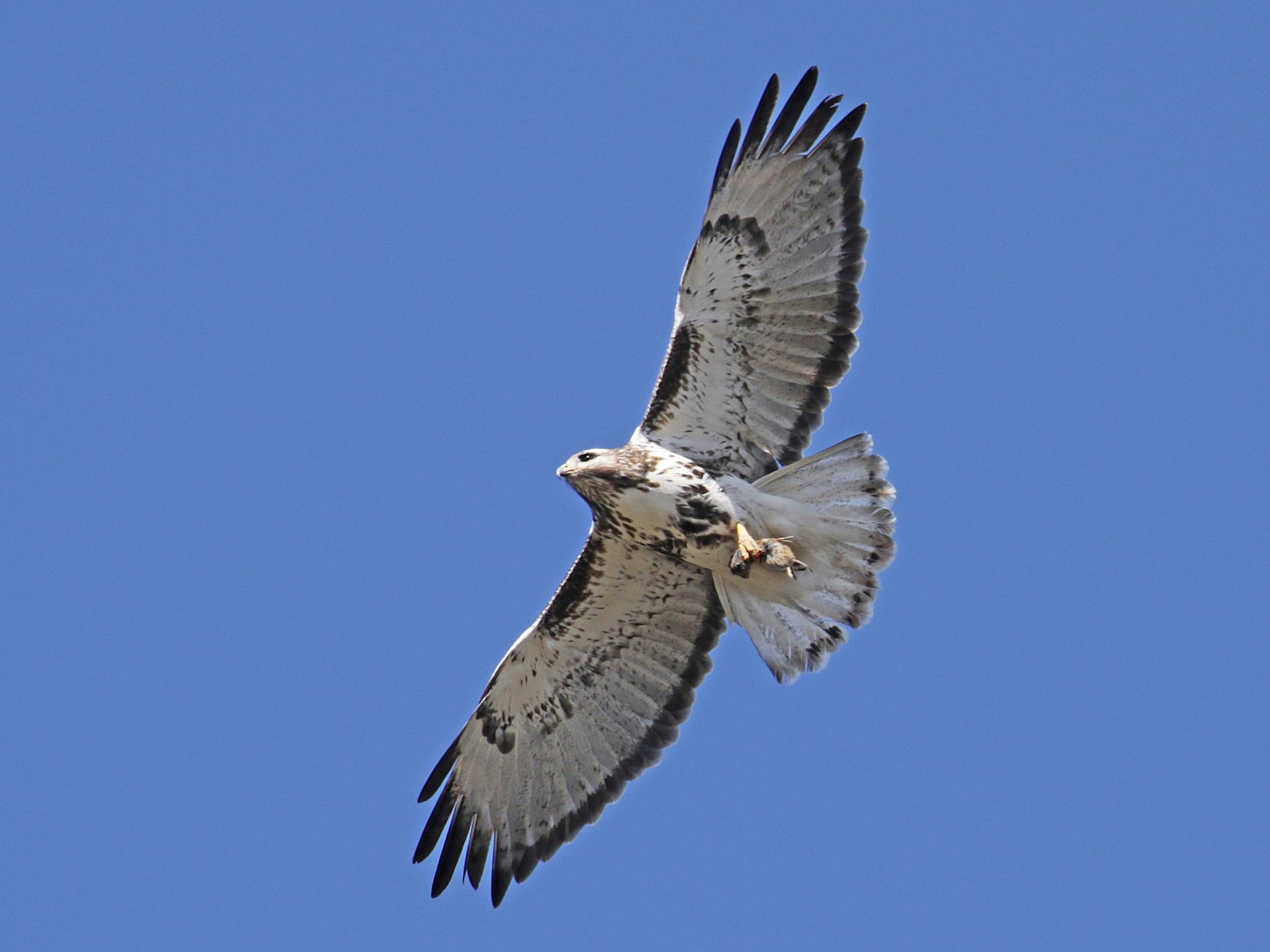 Red-tailed Hawk - eBird