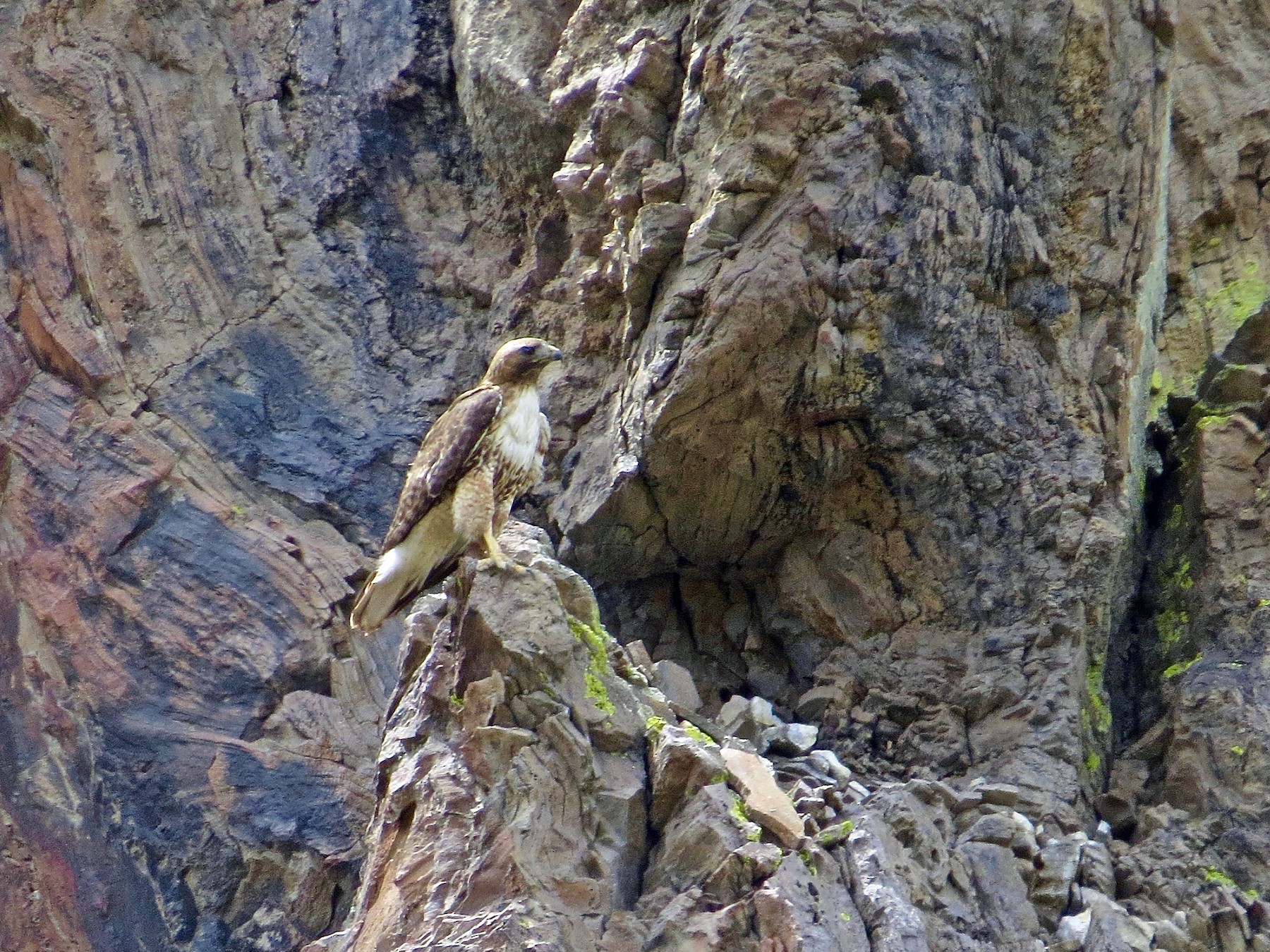 Red-tailed Hawk - eBird