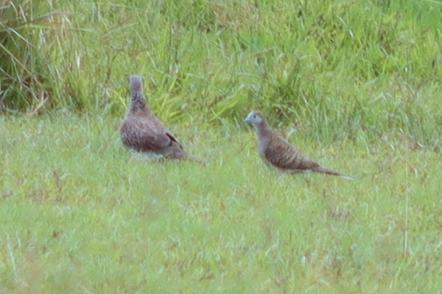 eBird Checklist - 15 Aug 2023 - Grasslands. Bago City - 13 species