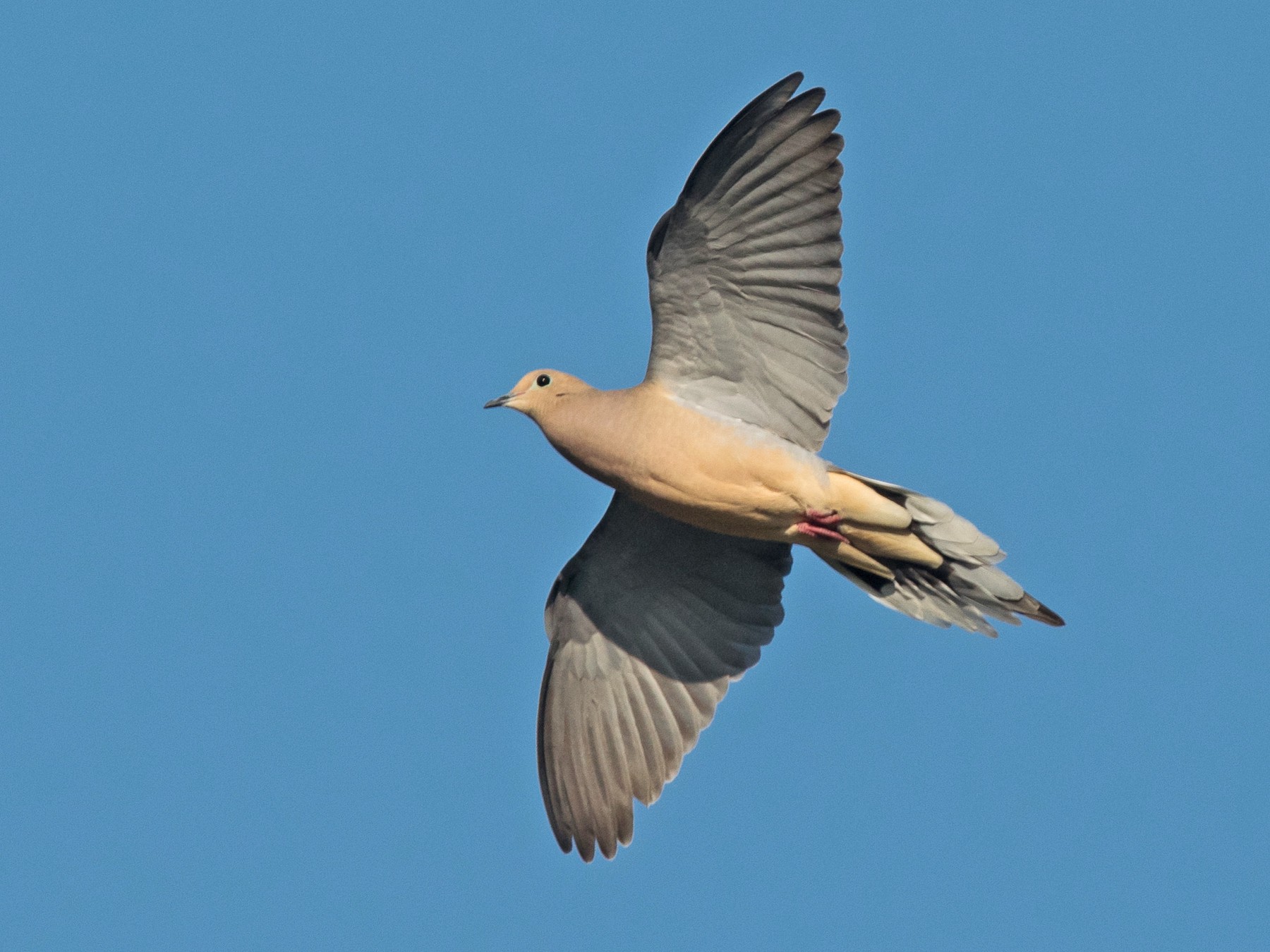 Mourning Dove - eBird