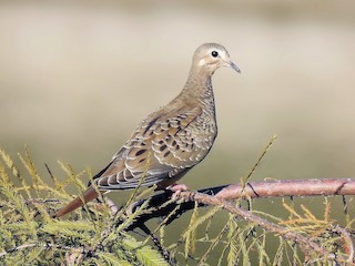 Mourning Dove - eBird