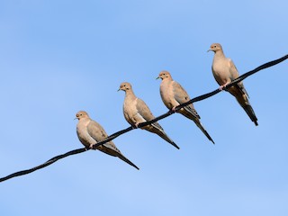 Huilota Común - eBird