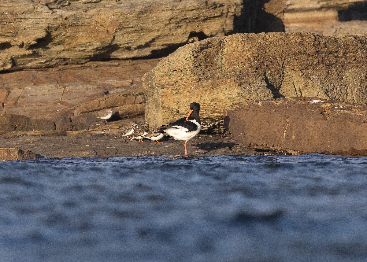eBird Checklist - 15 Aug 2023 - Long Reef Aquatic Reserve - 18 species