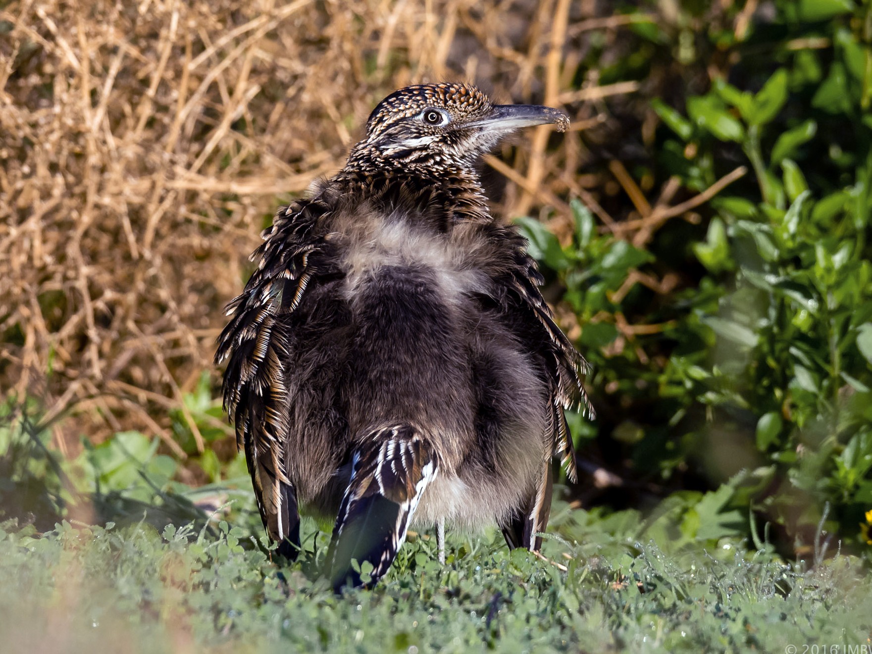 Correcaminos Norteño - eBird