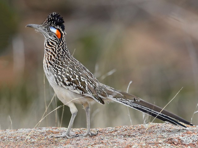 Roadrunner Habitat