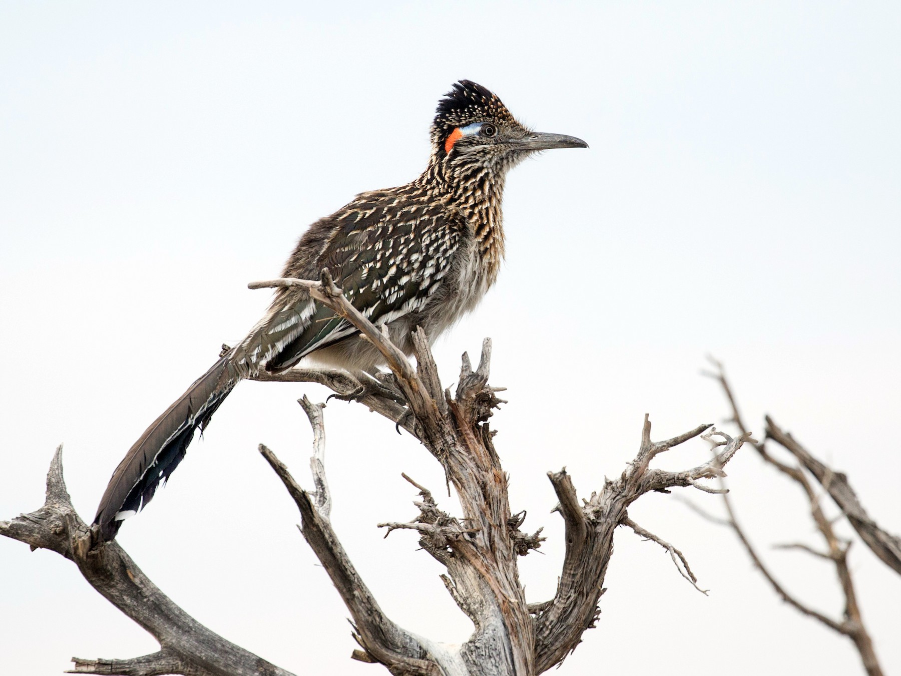 Greater Roadrunner - eBird