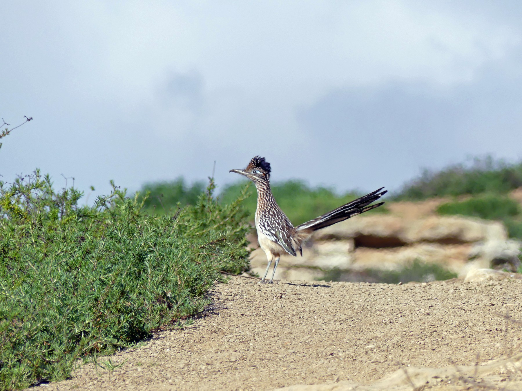 Correcaminos Norteño - eBird