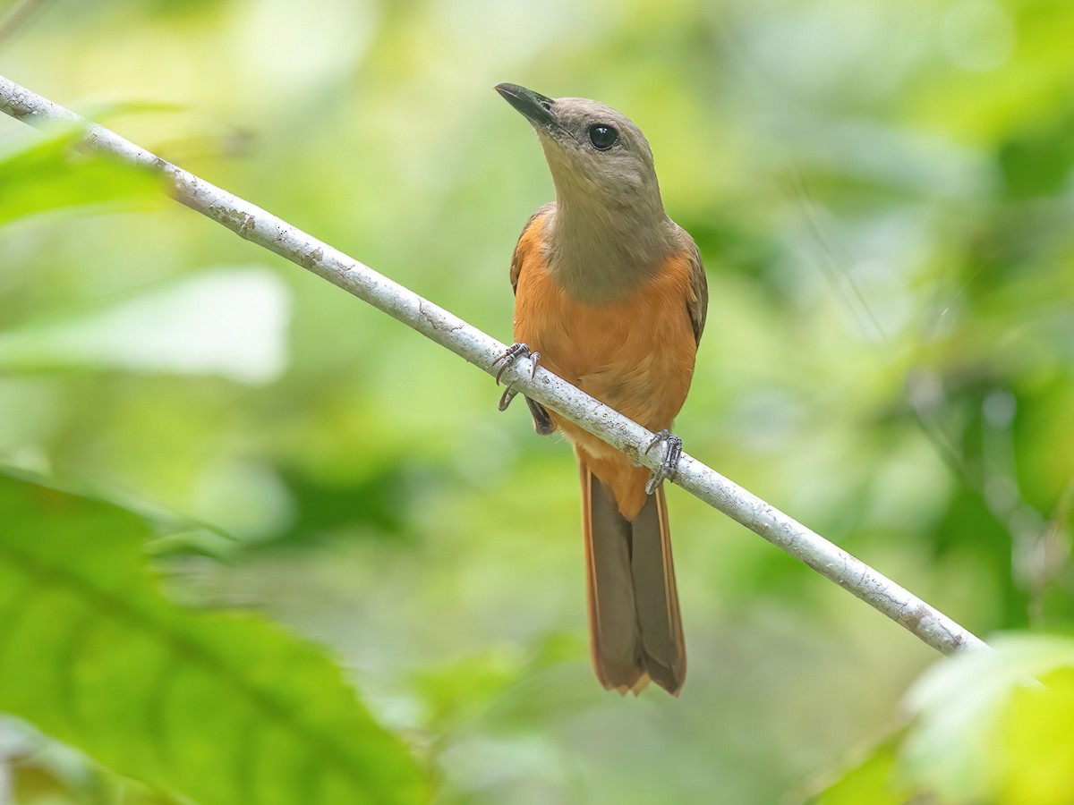 Raja Ampat Pitohui - Pitohui cerviniventris - Birds of the World