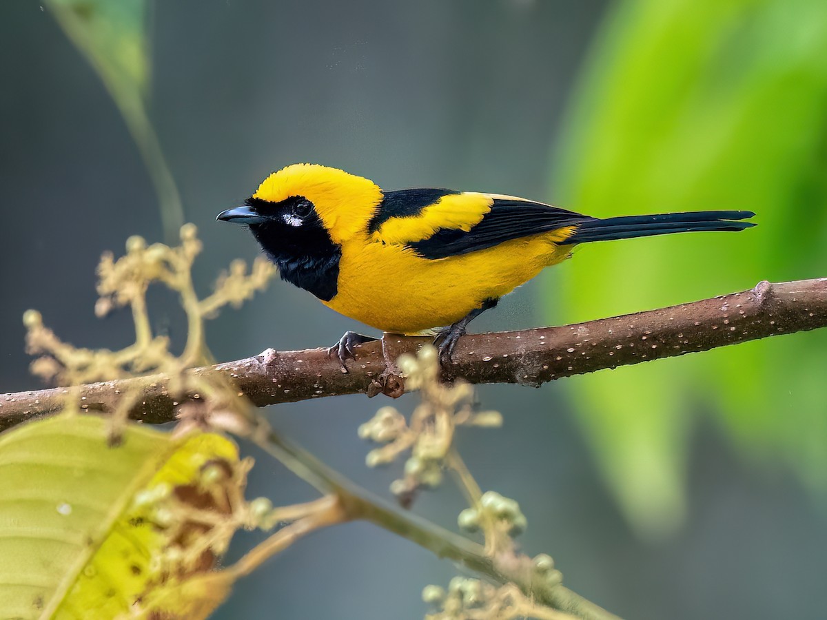 Golden Monarch - Carterornis chrysomela - Birds of the World