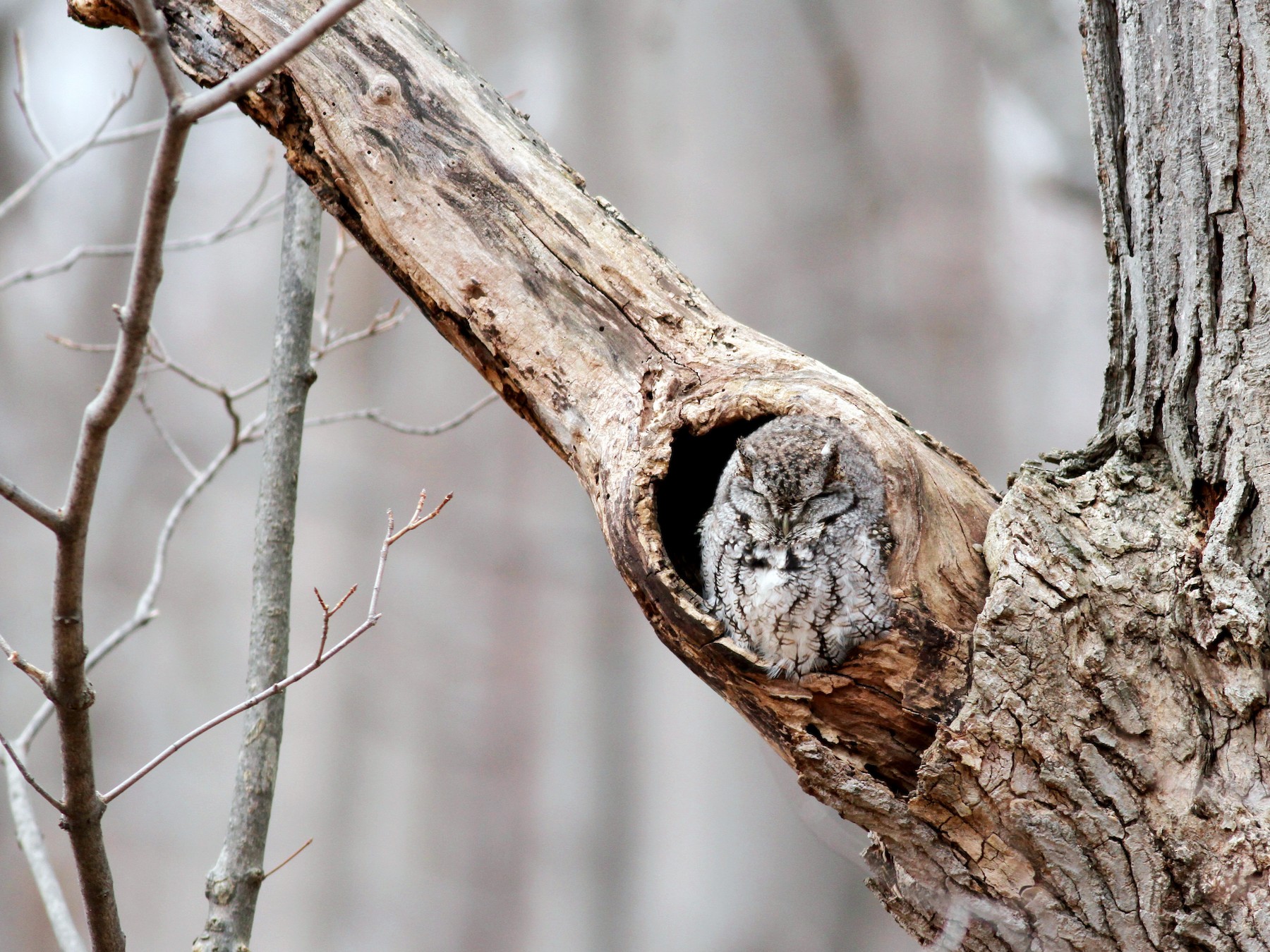Eastern Screech-Owl - eBird