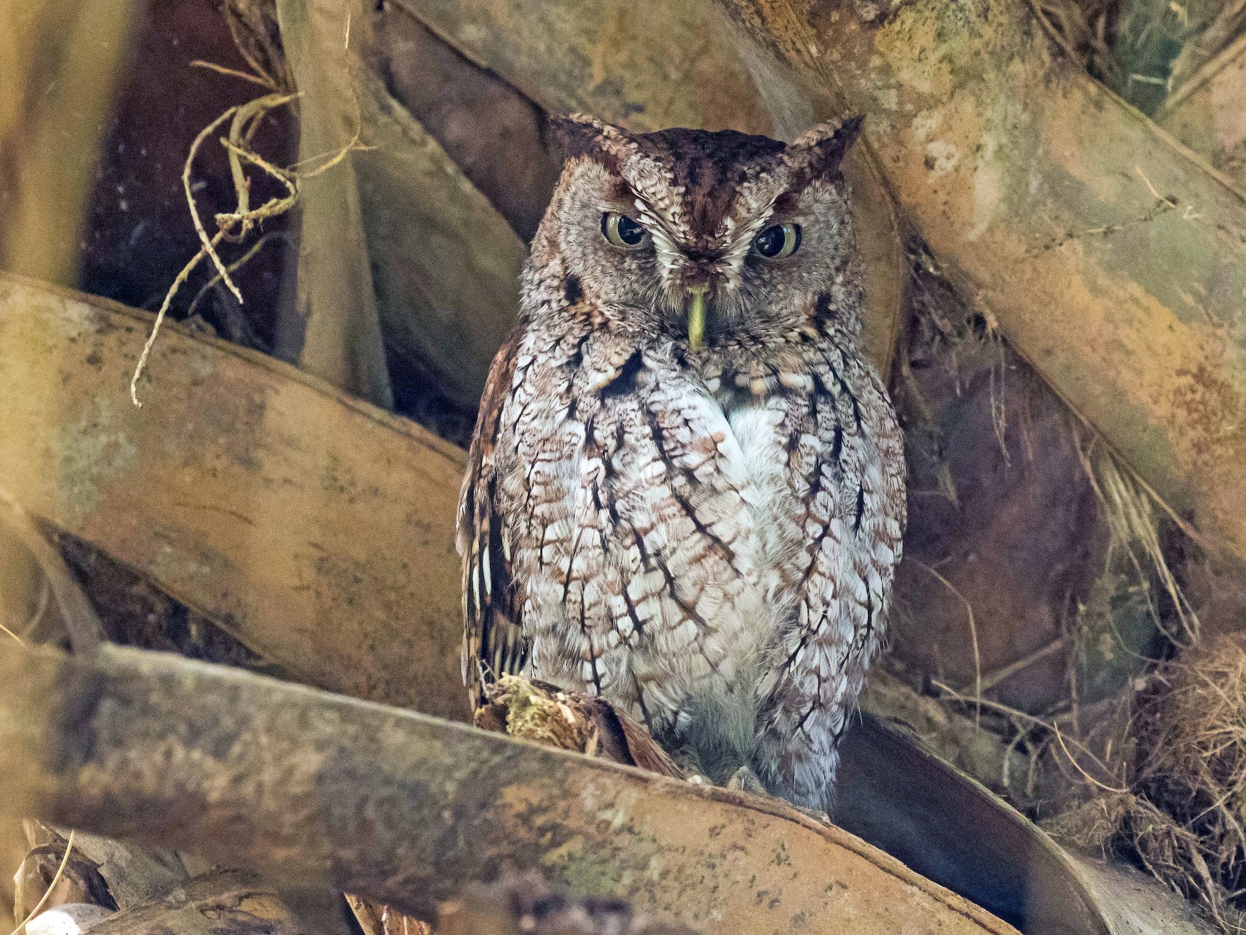 Eastern Screech-Owl - eBird