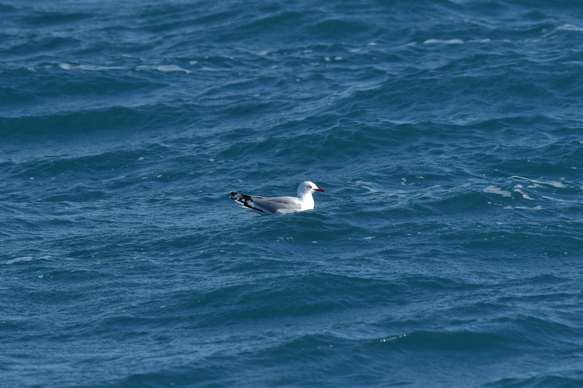 New Zealand Bird Atlas Checklist - 6 Aug 2023 - South of Wellington ...