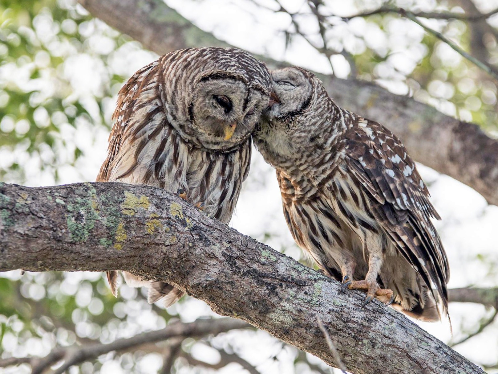 Barred Owl - eBird