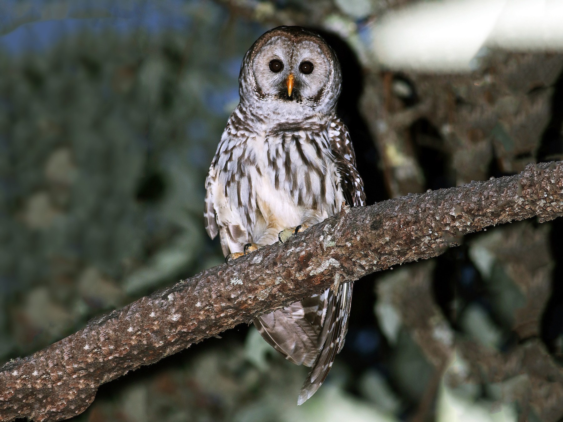 Cinereous Owl - eBird