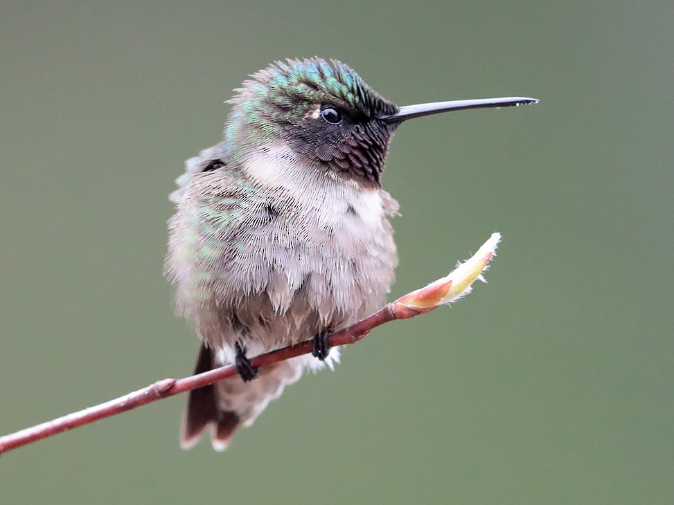 Ruby-throated Hummingbird - Maryland-DC Breeding Bird Atlas
