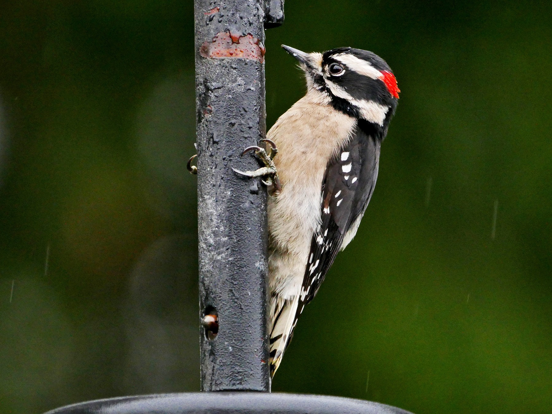 Downy Woodpecker - eBird