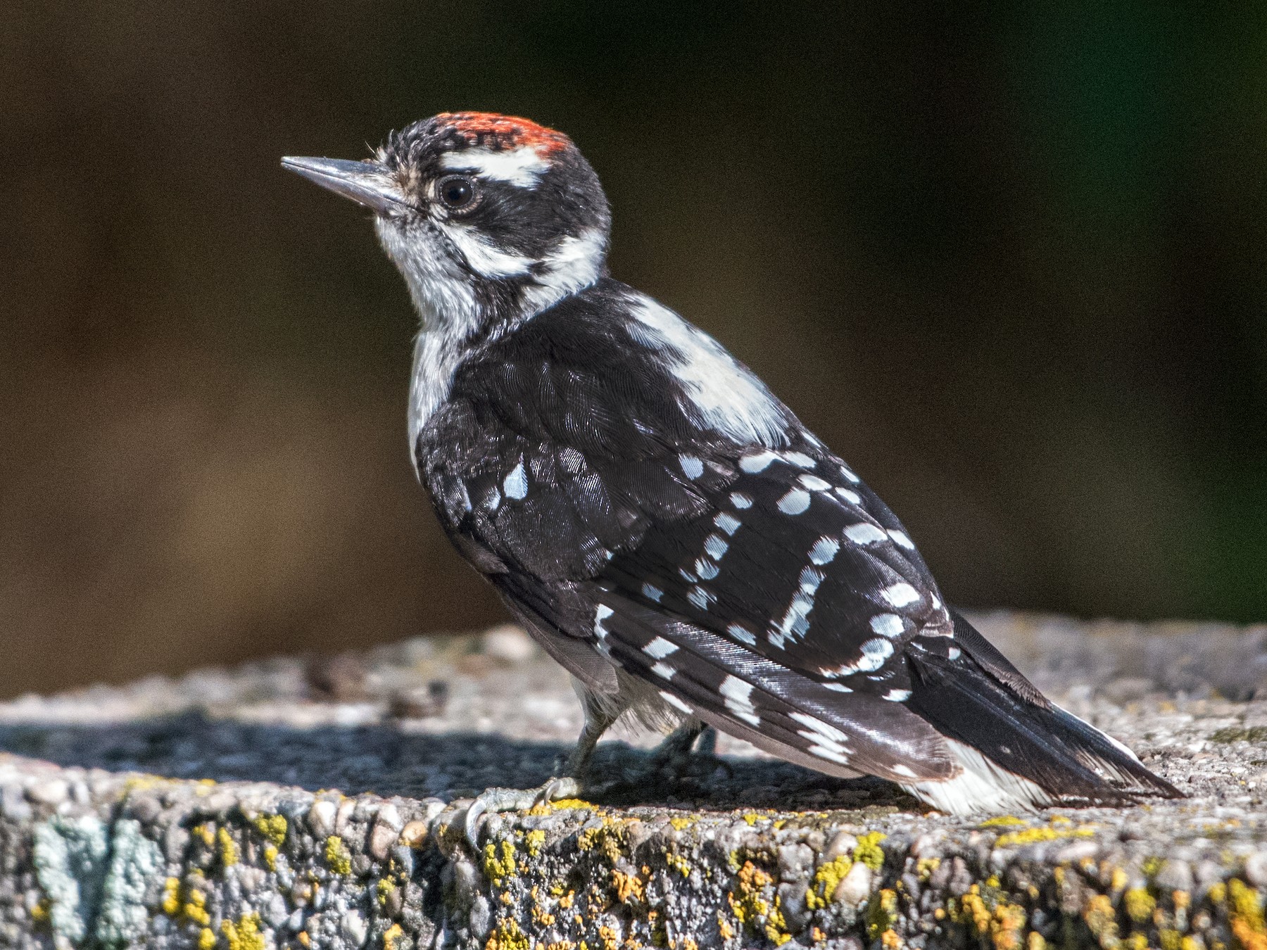 Downy Woodpecker - eBird