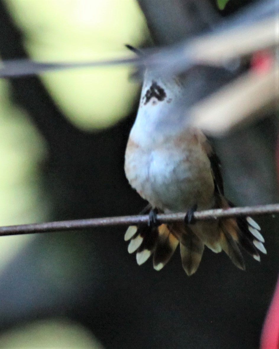 eBird Checklist - 16 Aug 2023 - Mule Pass Yard - 39 species