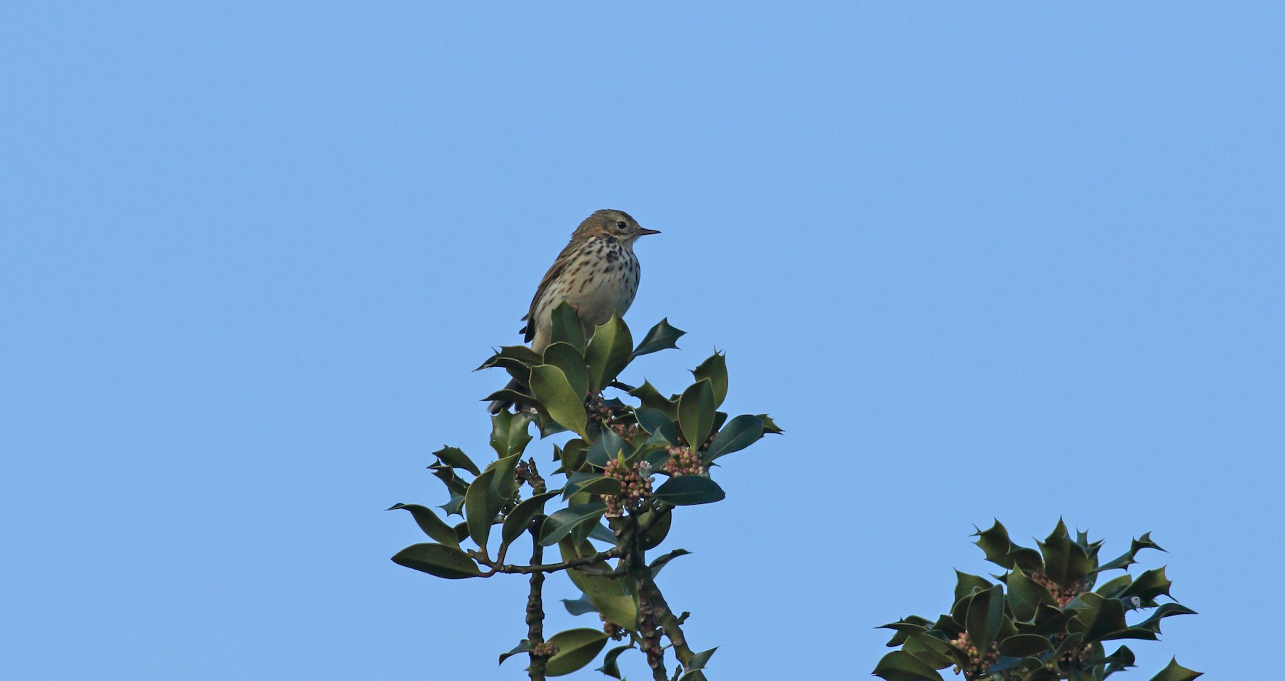 Meadow/Tree Pipit - eBird