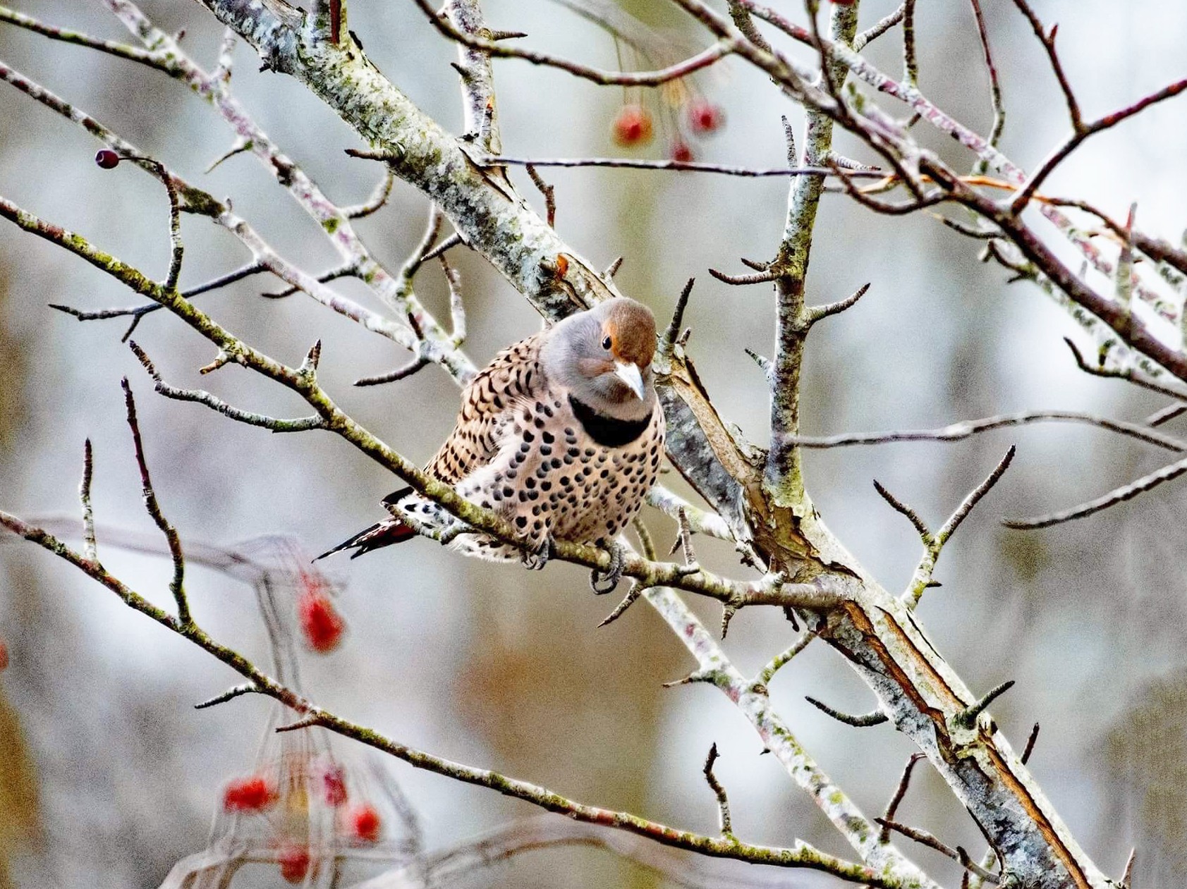 Northern Flicker - eBird