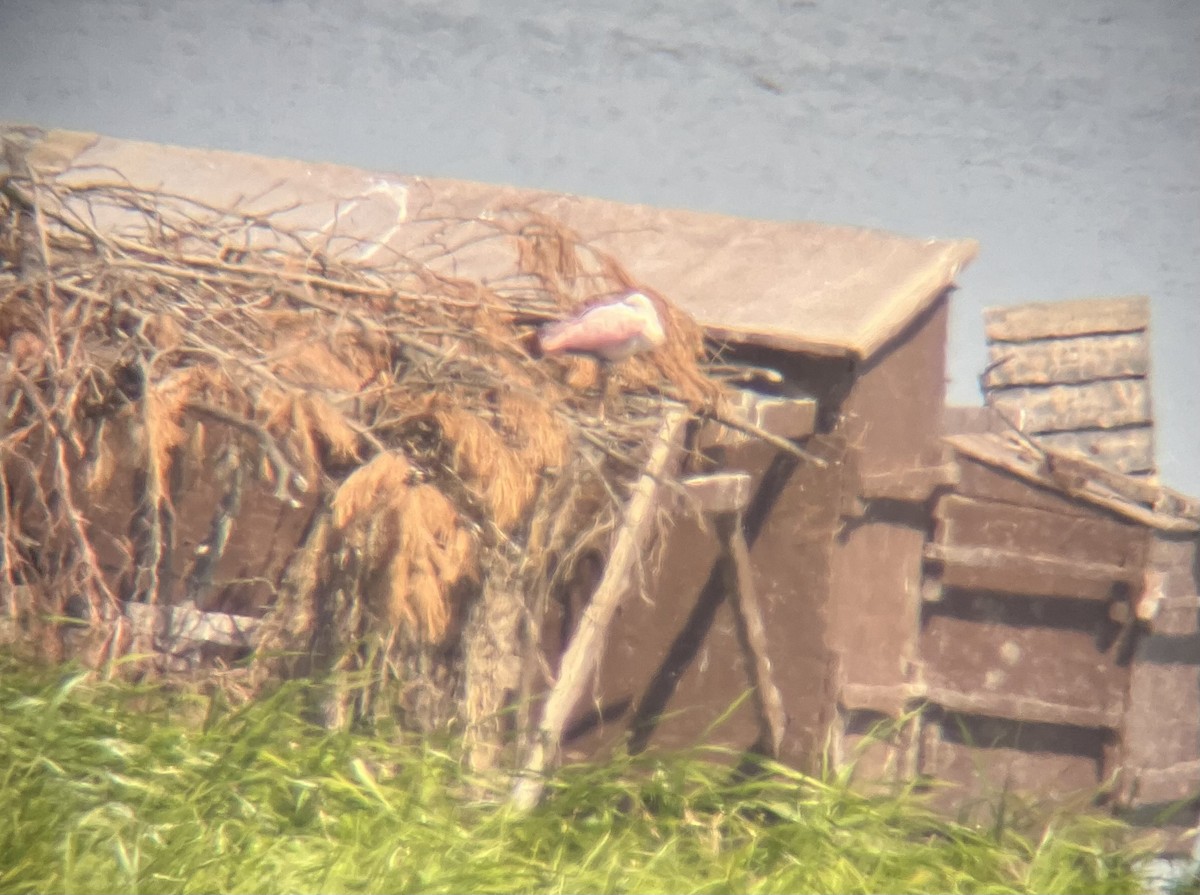 eBird Checklist - 16 Aug 2023 - Chautauqua NWR--Goofy Ridge - 1 species