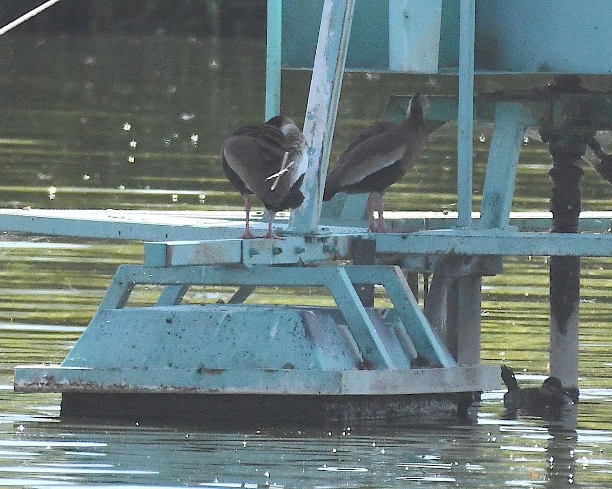 eBird Checklist - 16 Aug 2023 - Amado WTP - 10 species