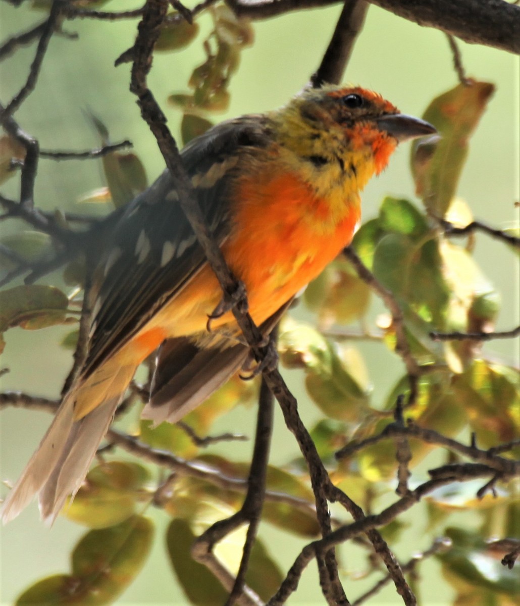 eBird Checklist - 16 Aug 2023 - 1. Mule Pass Yard - 1 species