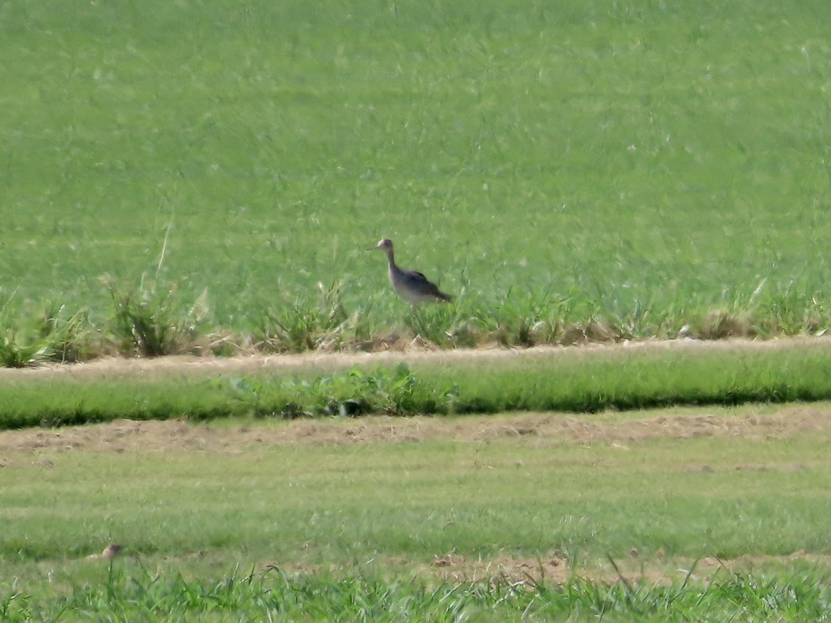 eBird Checklist - 16 Aug 2023 - Riverside Turf Farm - 17 species