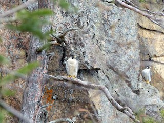 Halcón Peregrino - eBird