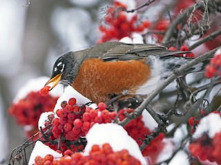 American Robin - eBird
