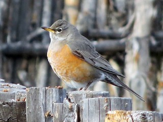 American Robin - eBird