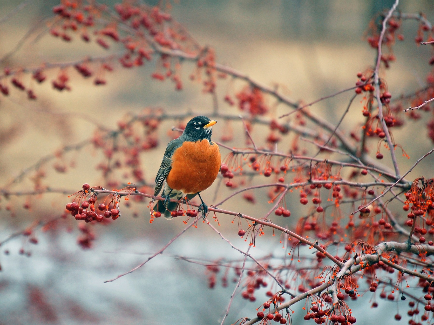 American Robin Bird