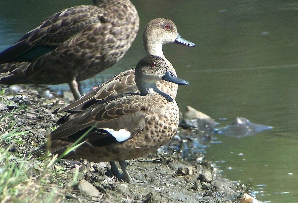 eBird Checklist - 16 Jul 2023 - Pacific Adventist University - 35 species eBird Checklist - 16 Jul 2023 - Pacific Adventist University - 35 species