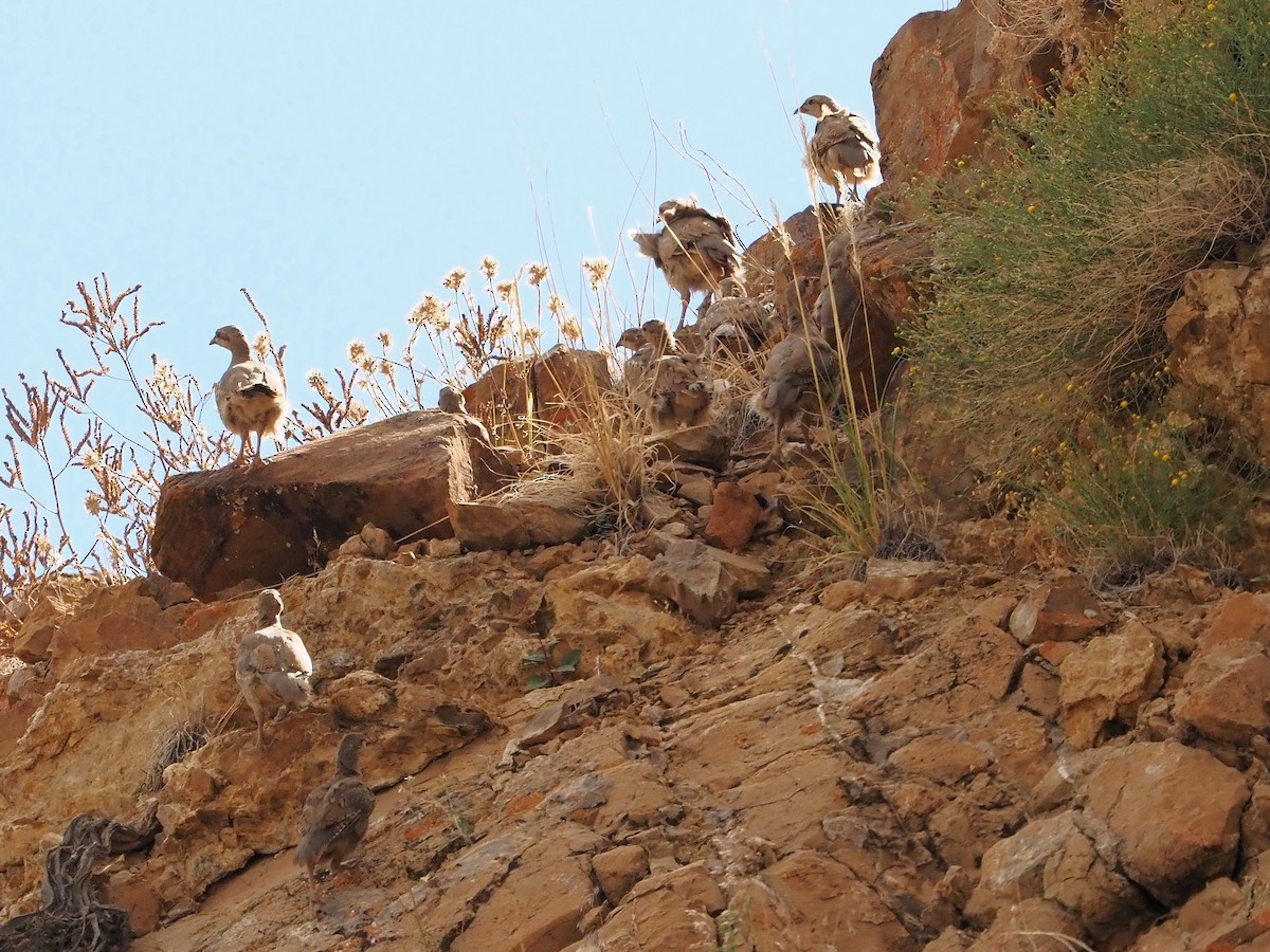 eBird Checklist - 11 Aug 2023 - Deadman Canyon - 1 species