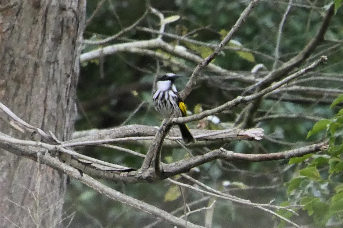 eBird Australia Checklist - 17 Aug 2023 - Tully Rd, New Beith, Logan ...