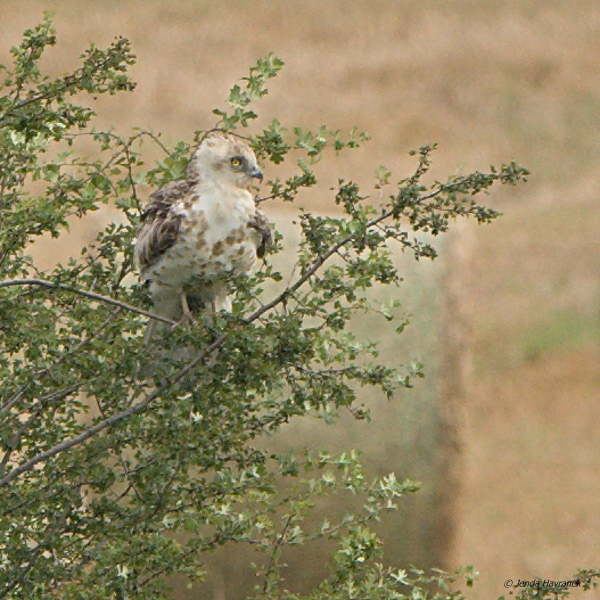 eBird Checklist - 9 Aug 2023 - Kozmické ptačí louky - 52 species