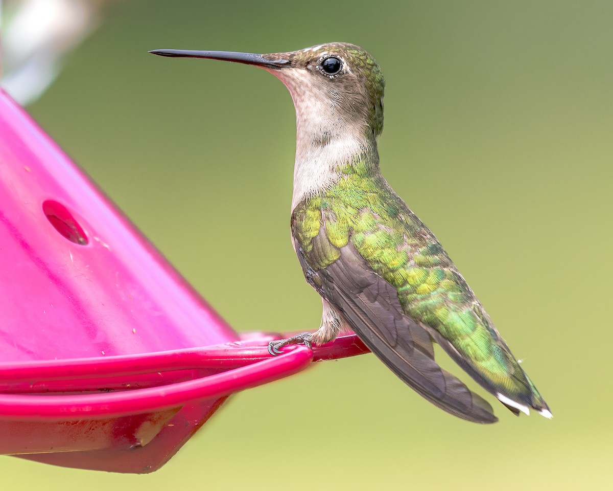 ML604258831 Ruby-throated Hummingbird Macaulay Library