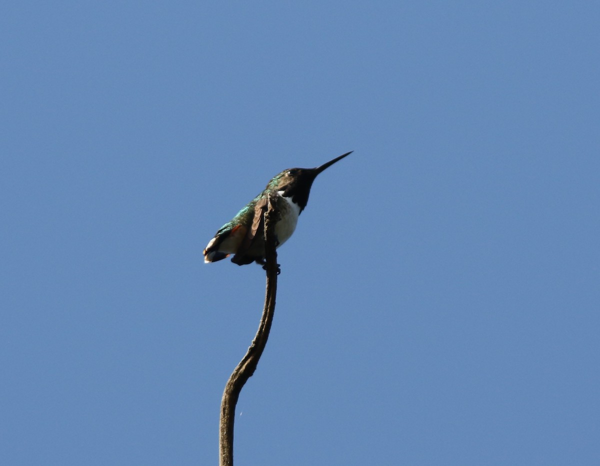 eBird Checklist - 31 Mar 2021 - W arriba de Rancho Palo Blanco - 74 ...