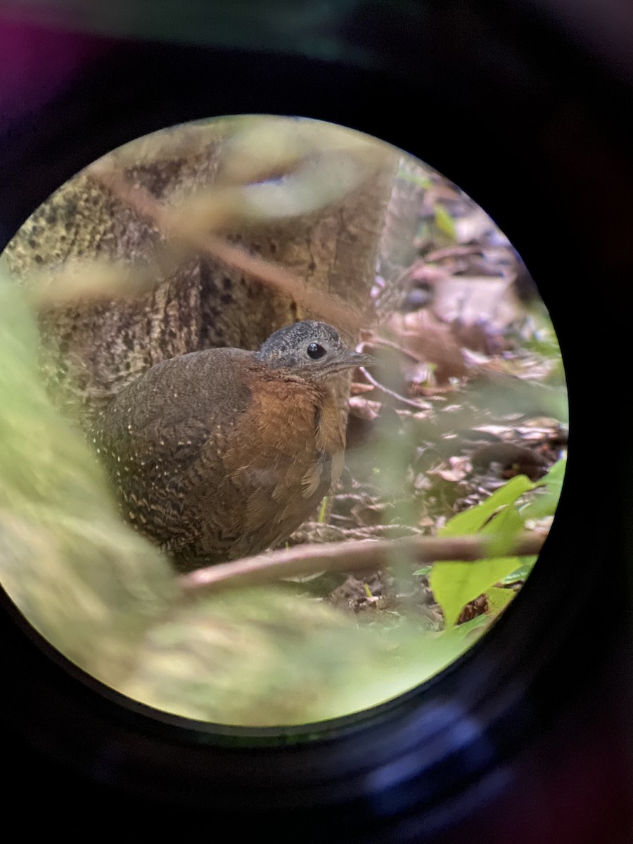 eBird Checklist - 17 Aug 2023 - Curi-Cancha Refugio de Vida Silvestre ...