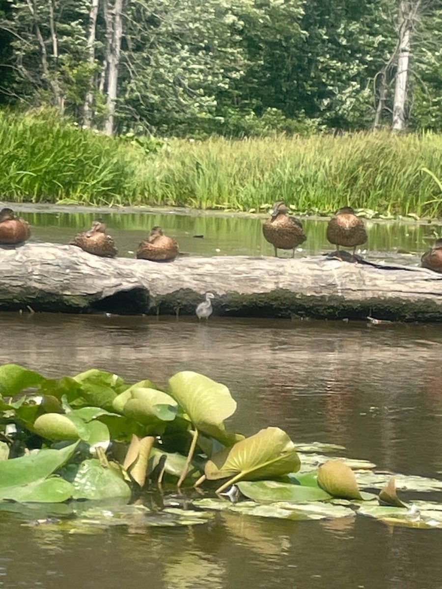 eBird Checklist - 17 Aug 2023 - Mentor Lagoons Nature Preserve - 39 species