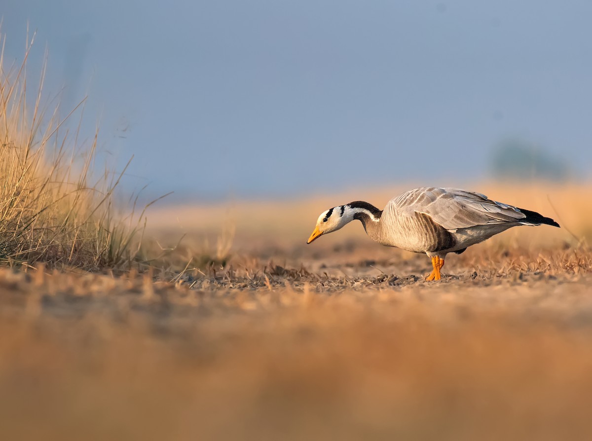 eBird Checklist - 23 Nov 2020 - Jorbeer Carcass Dumping Zone - 50 species