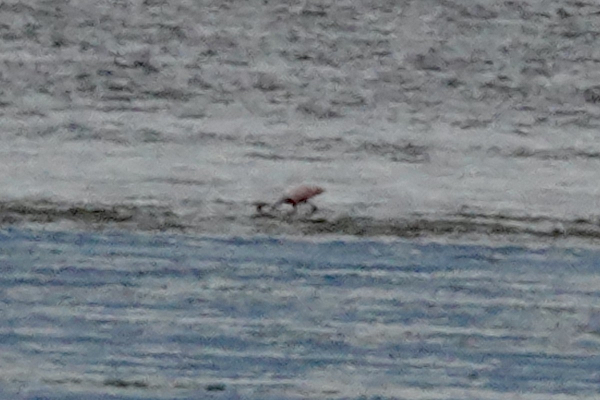 eBird Québec Checklist - 17 Aug 2023 - Quai, Cap St-Ignace - 4 species